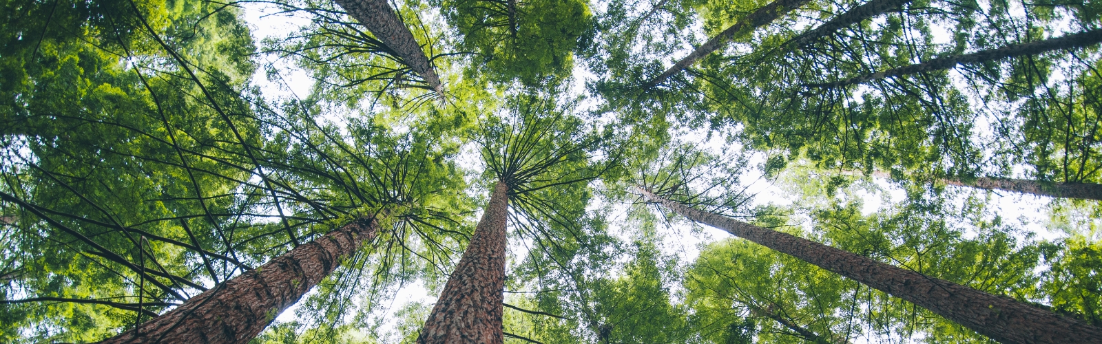 How Incorporating ESG Changes a CDI Portfolio | Neuberger Berman